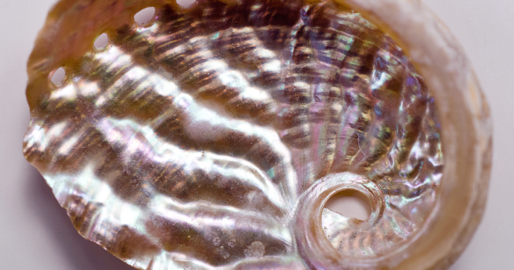 Abalone Meaning: Healing Properties, Benefits and Uses