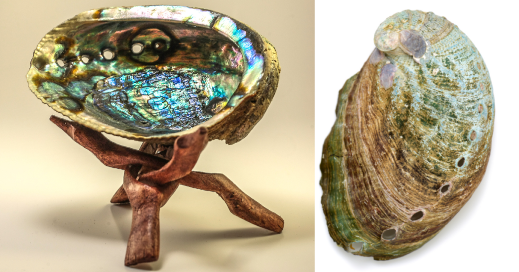 Abalone Meaning: Healing Properties, Benefits and Uses