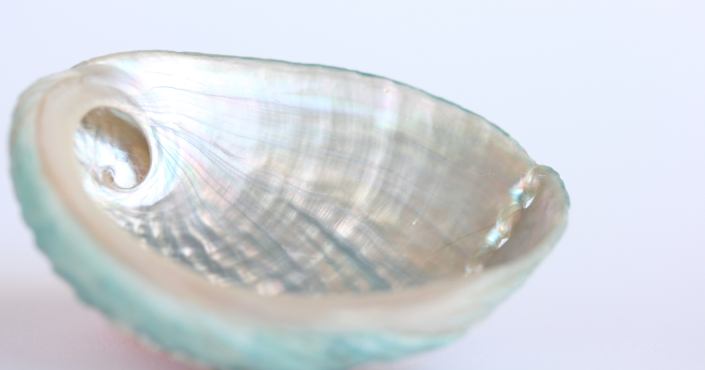 Abalone Meaning: Healing Properties, Benefits and Uses