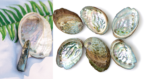 Abalone Meaning: Healing Properties, Benefits and Uses