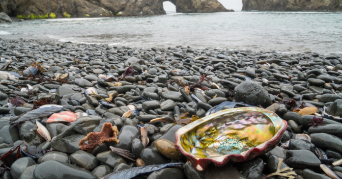 Abalone Meaning: Healing Properties, Benefits and Uses