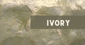 Ivory Meaning: Healing Properties, Benefits and Uses