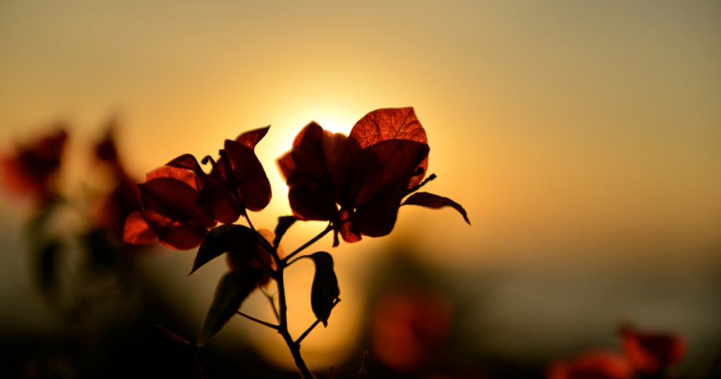 A Guide to Twin Flame Numbers: Sequences and Significance
