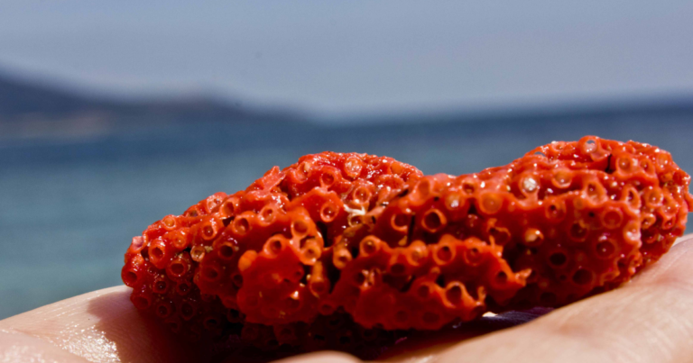 Red Coral Meaning: Healing Properties, Benefits and Uses