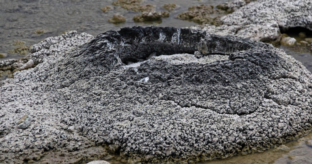 Stromatolite Meaning: Healing Properties, Benefits and Uses