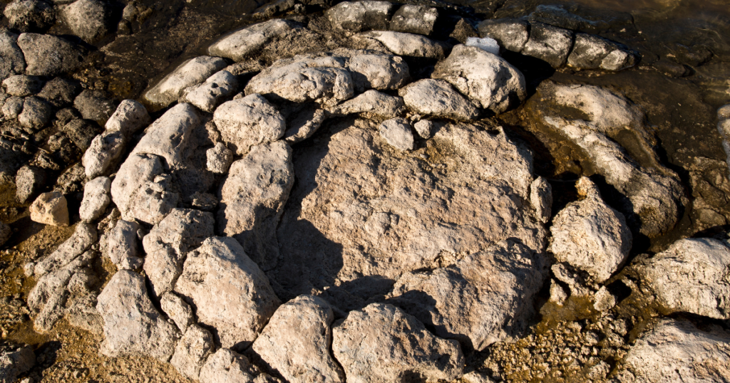 Stromatolite Meaning: Healing Properties, Benefits and Uses